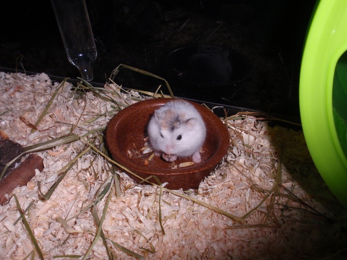 HamStar